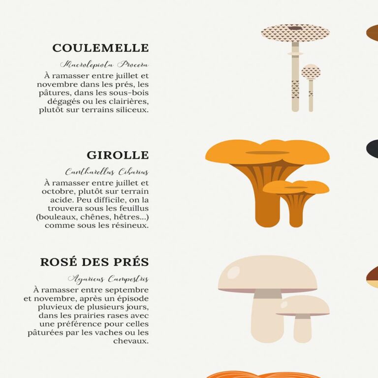 Affiche champignons comestibles sauvages